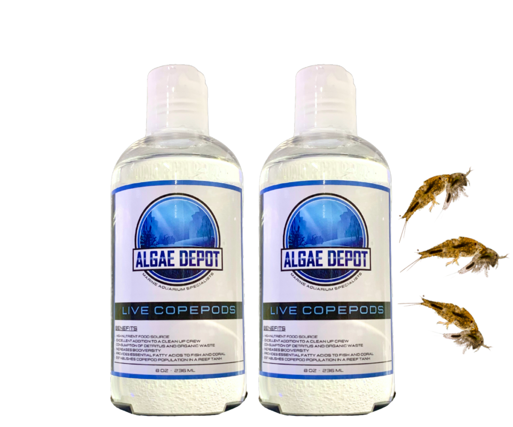 Shop Live Phytoplankton, Live Copepods, and Culture Kits!